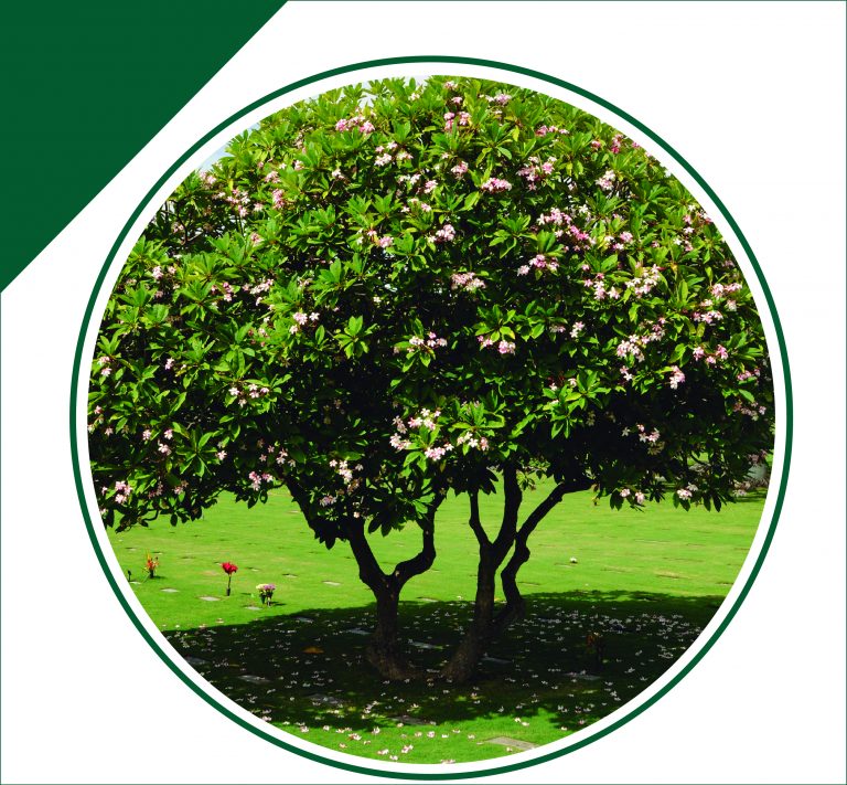 Árbol de Almendro (Terminalia catappa) - Parques Alegres