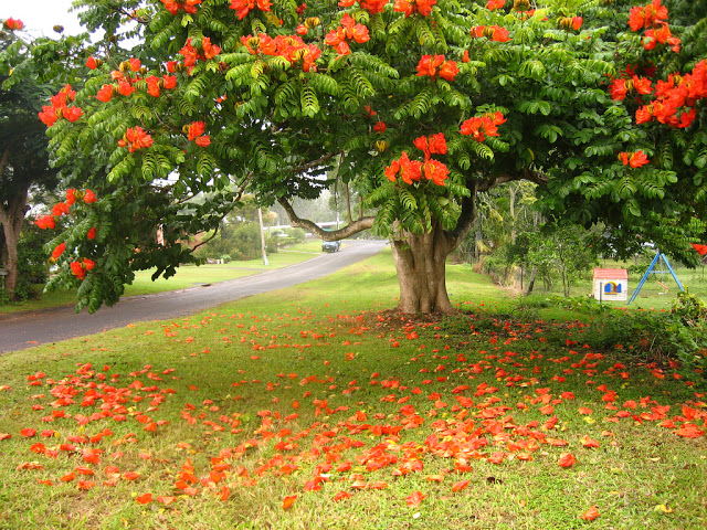 Árbol de Galeana (Spathodea campanulata) - Parques Alegres