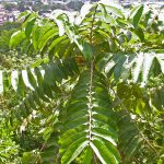 Árbol de hule (Castilla Elastica) - Parques Alegres I.A.P.