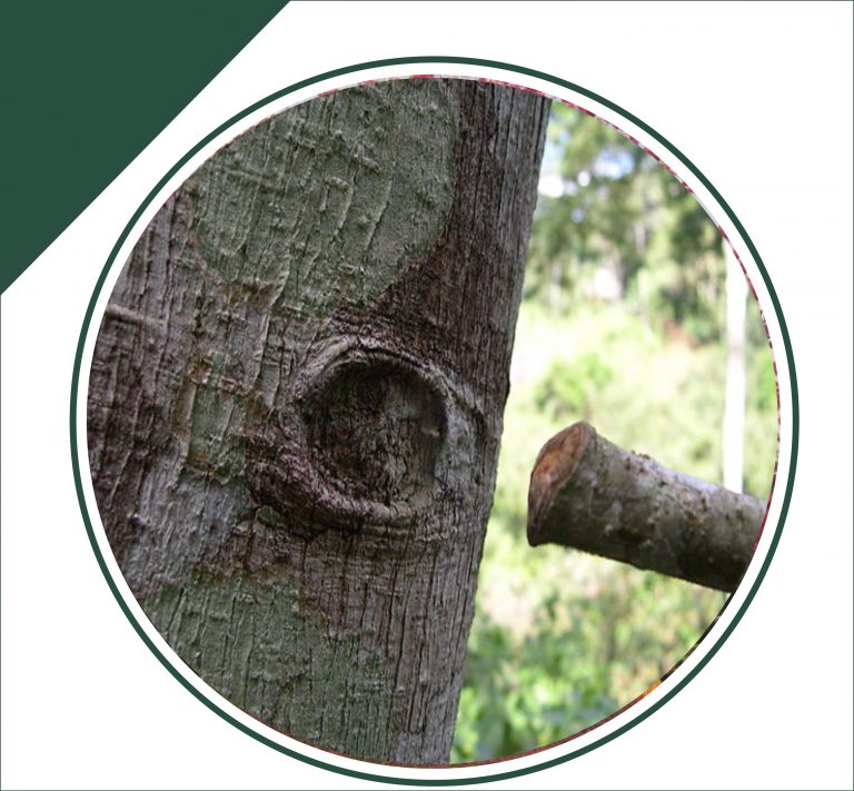 Árbol de hule (Castilla Elastica) - Parques Alegres I.A.P.