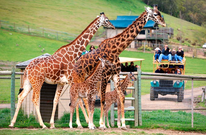 5 mejores parques de animales en semi-libertad - Parques Alegres I.A.P.