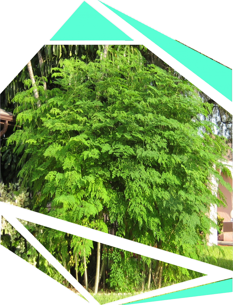 Árbol de moringa (Moringa oleifera) - Parques Alegres
