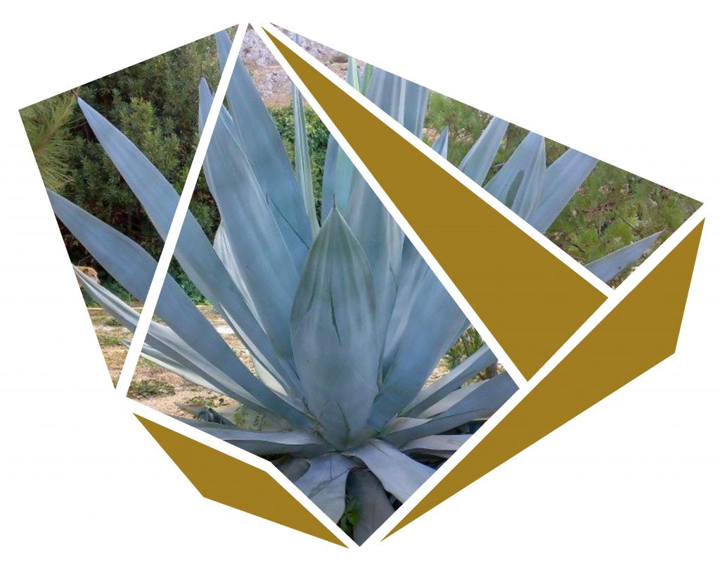 Agave azul (Agave tequilana) - Parques Alegres I.A.P.