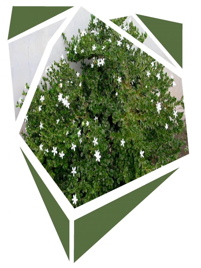 Planta carisa (Carissa macrocarpa) - Parques Alegres I.A.P.