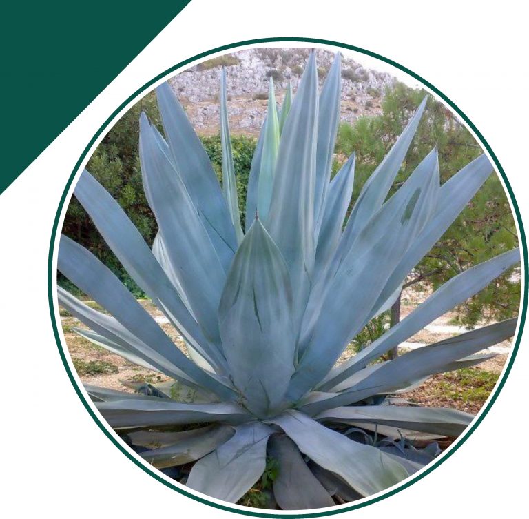Agave azul (Agave tequilana) - Parques Alegres I.A.P.