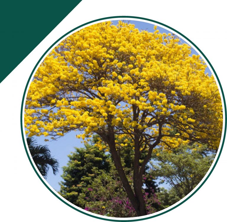 Árbol de amapa amarilla(Tabebuia donnell-smithii) - Parques Alegres I.A.P.