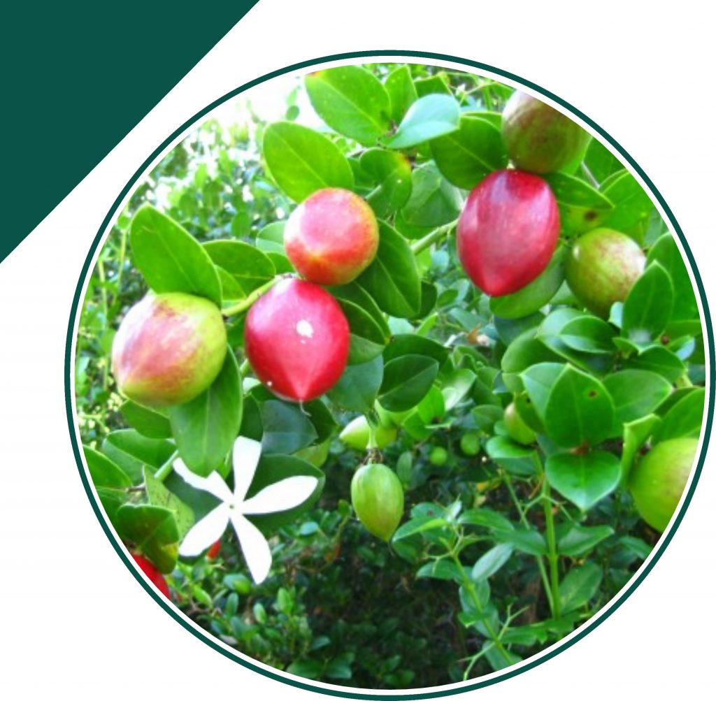 Planta carisa (Carissa macrocarpa) - Parques Alegres I.A.P.