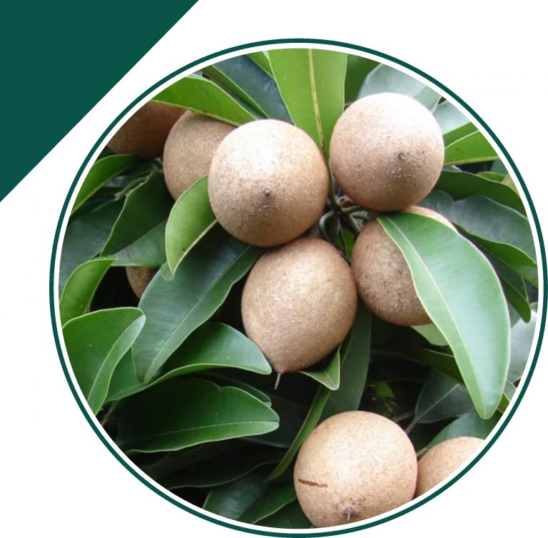 Árbol de chicozapote (manilkara zapota) - Parques Alegres I.A.P.