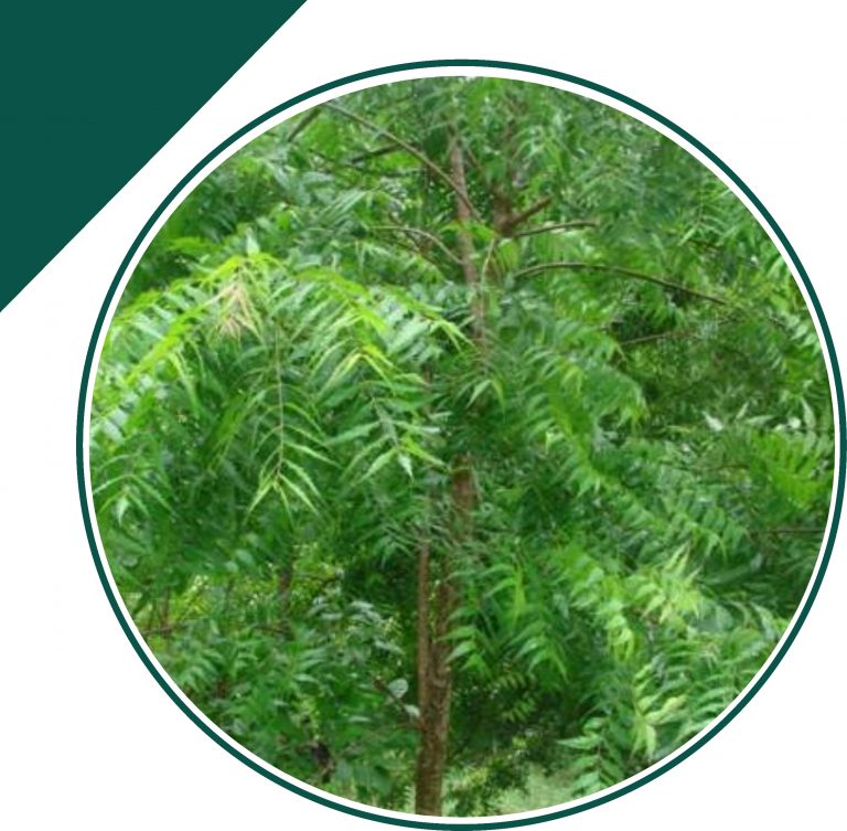 Árbol de nim o neem (Azadirachta indica) - Parques Alegres I.A.P.