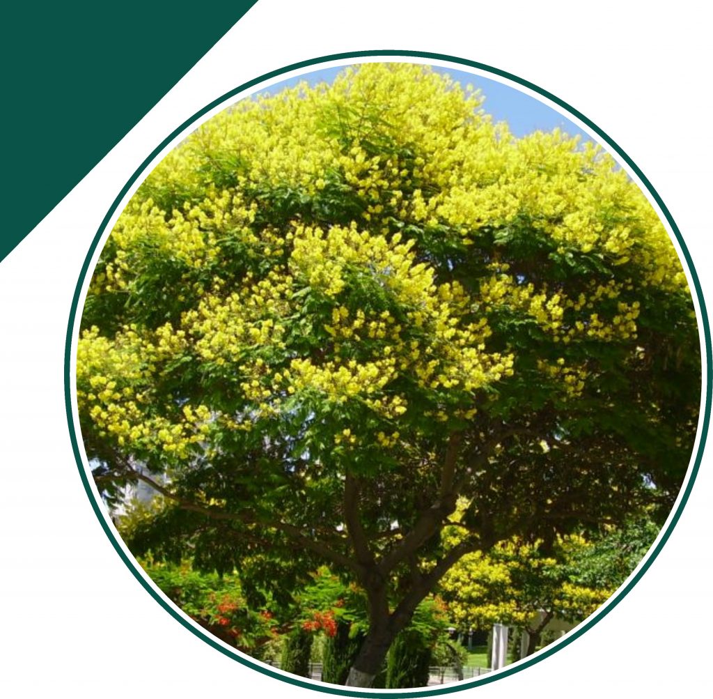 Tabachín amarillo (Peltophorum africanum) - Parques Alegres