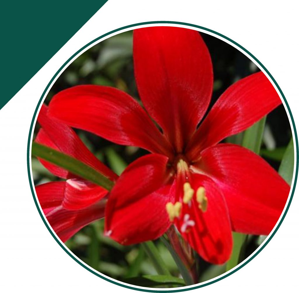 Lirio rojo (Hippeastrum Puniceum Amarylidoceae) - Parques Alegres I.A.P.