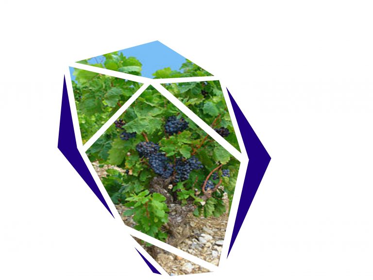 Planta de parra (vitis vinifera) - Parques Alegres I.A.P.