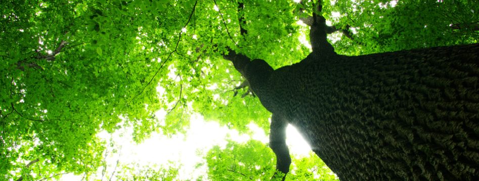 Conoce que es un área verde - Parques Alegres I.A.P.