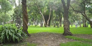 Conoce que es un área verde - Parques Alegres I.A.P.