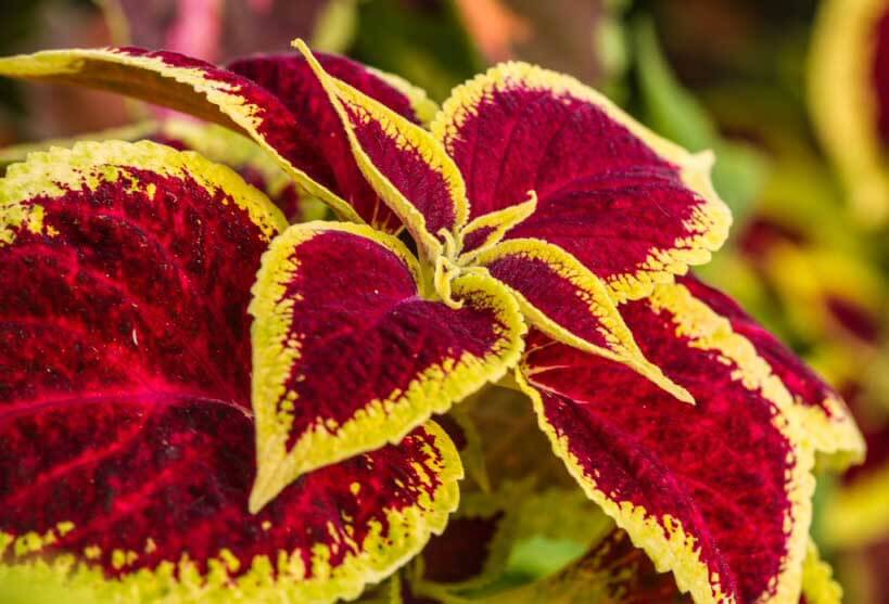 coleus-blumei-1 - Parques Alegres I.A.P.