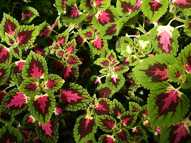 coleus-blumei-2 - Parques Alegres I.A.P.