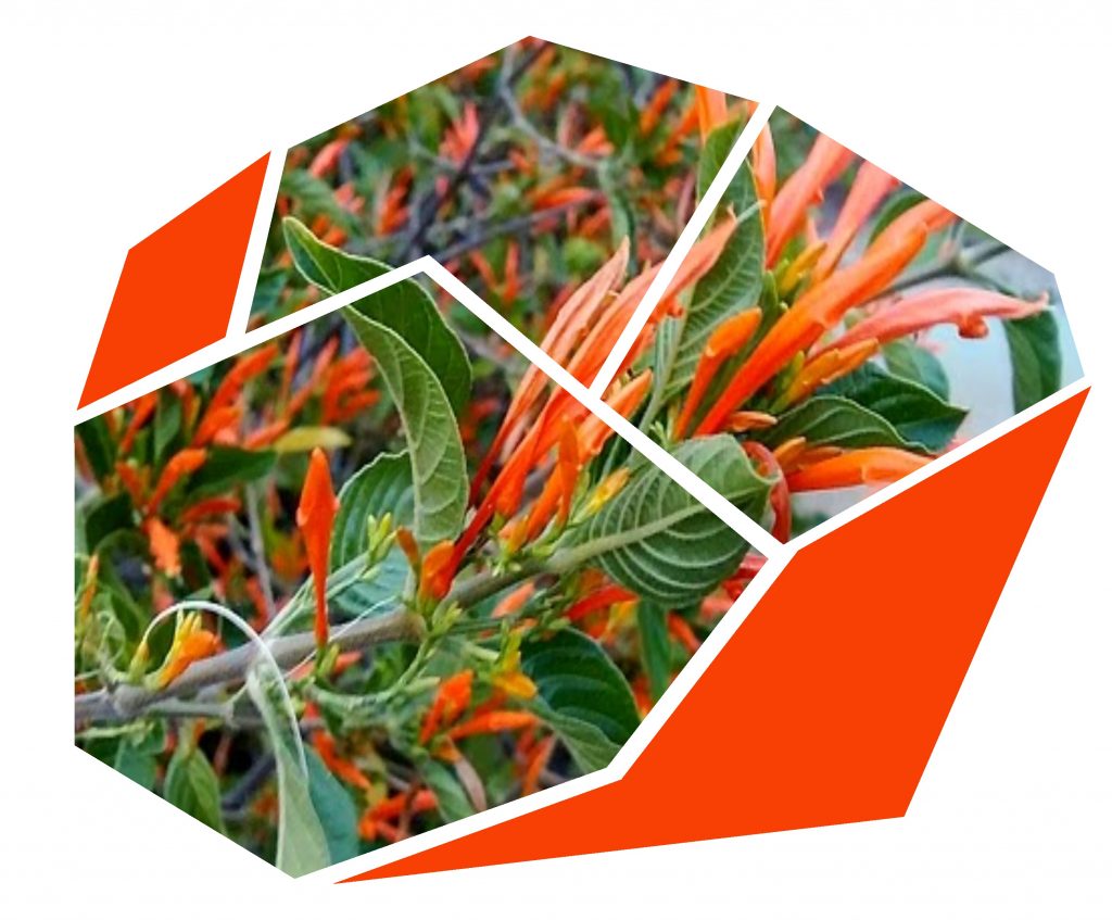 Planta de micle (Justicia spicigera Schlechtendal) - Parques Alegres I.A.P.