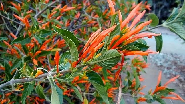 micle-1 - Parques Alegres I.A.P.