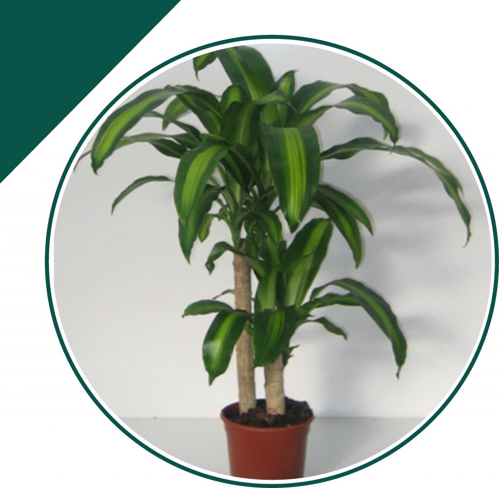 Planta maicera (Dracaena fragans) - Parques Alegres I.A.P.