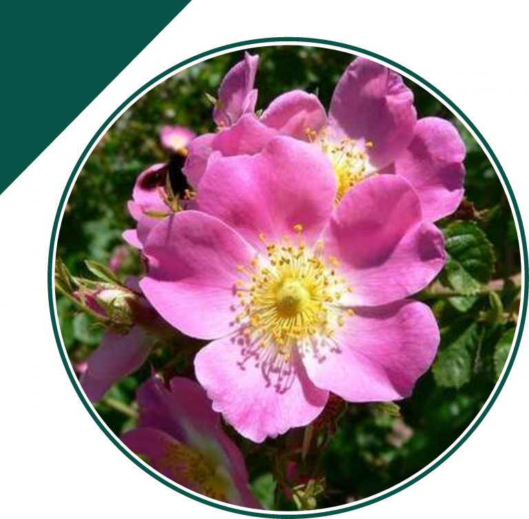 Rosa mosqueta (Rosa eglanteria) - Parques Alegres I.A.P.