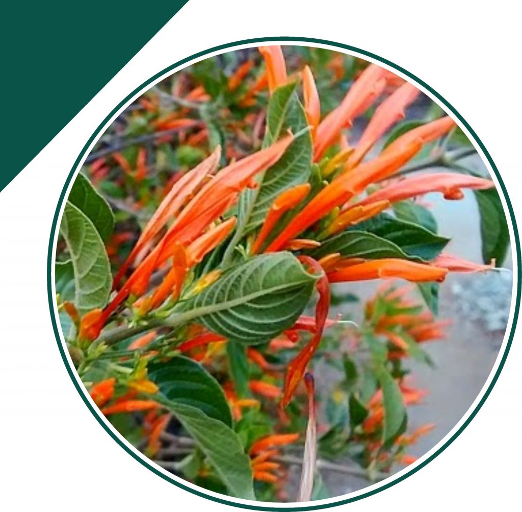 Planta de micle (Justicia spicigera Schlechtendal) - Parques Alegres I.A.P.