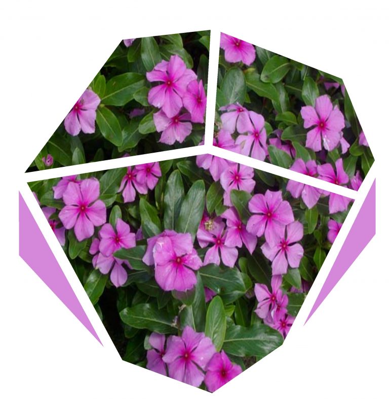 Planta teresita (Catharanthus roseus) - Parques Alegres