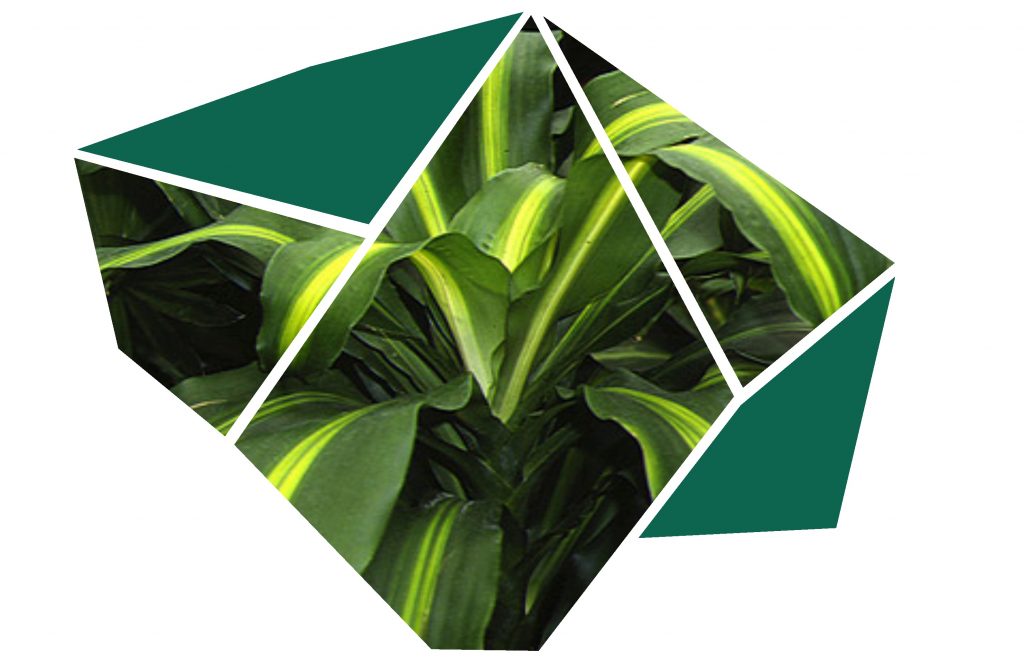 Planta maicera (Dracaena fragans) - Parques Alegres I.A.P.
