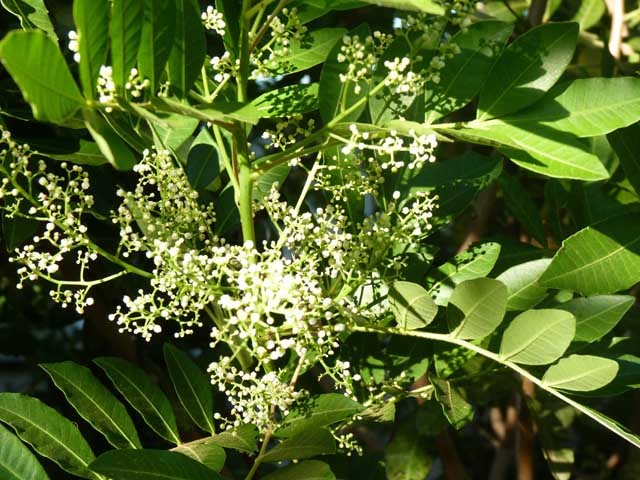 25_schinus_terebinthifolius_01 - Parques Alegres I.A.P.