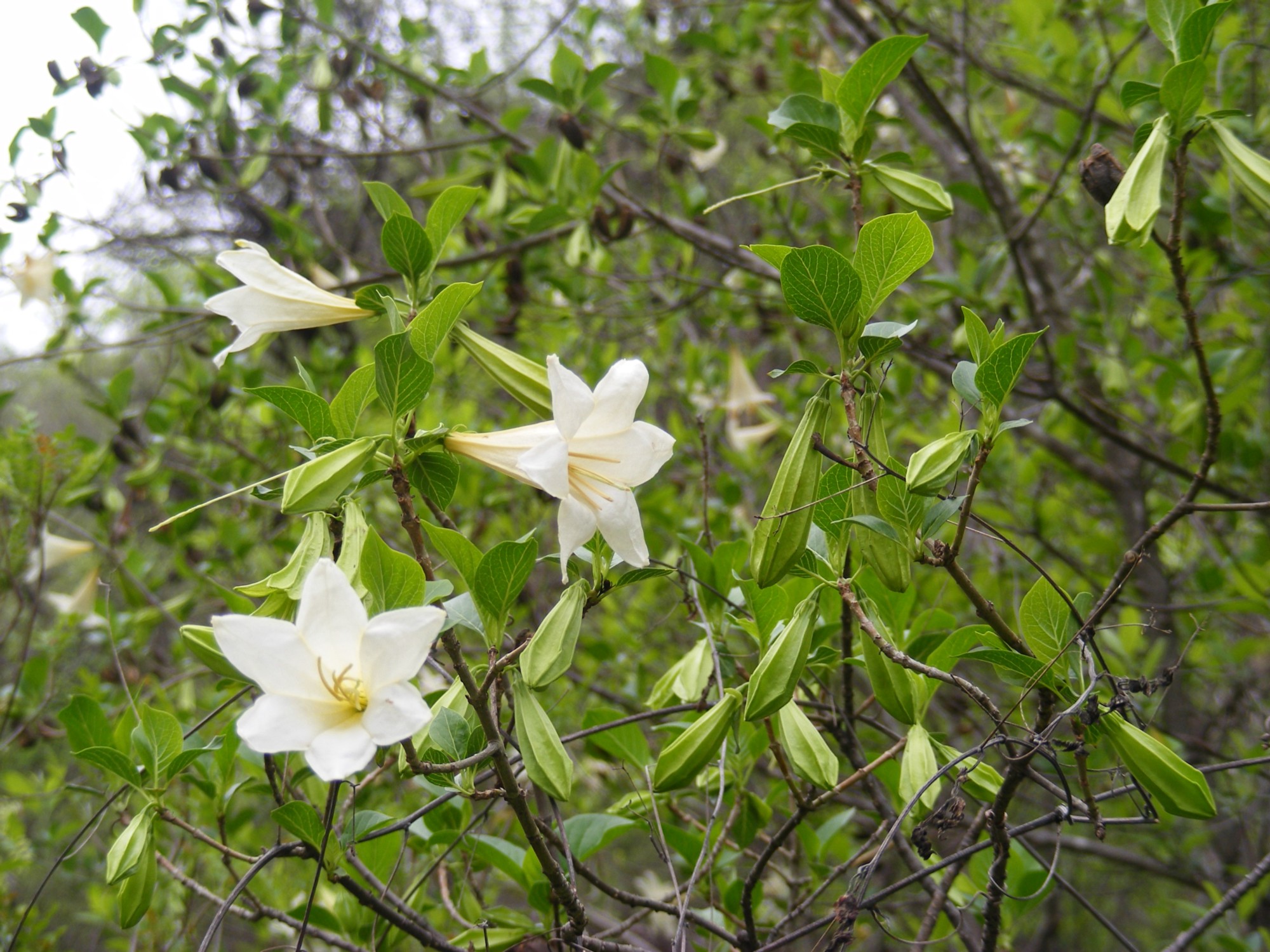 Flor copal - Parques Alegres I.A.P.