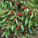 Árbol capulín, cerezo o shencua - Parques Alegres I.A.P.