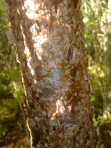 Árbol papelillo o copal blanco - Parques Alegres I.A.P.