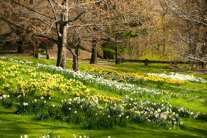 Parques con flores en el mundo - Parques Alegres I.A.P.