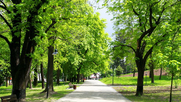 Ciudades con más árboles en el mundo - Parques Alegres I.A.P.