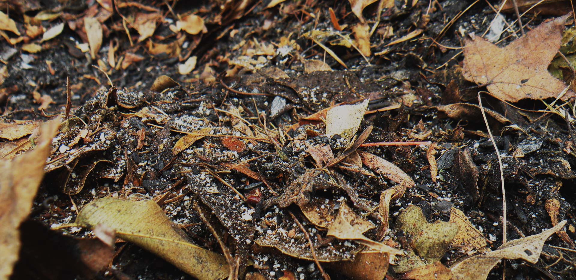 ¿Qué es la composta para huertos? - Parques Alegres I.A.P.