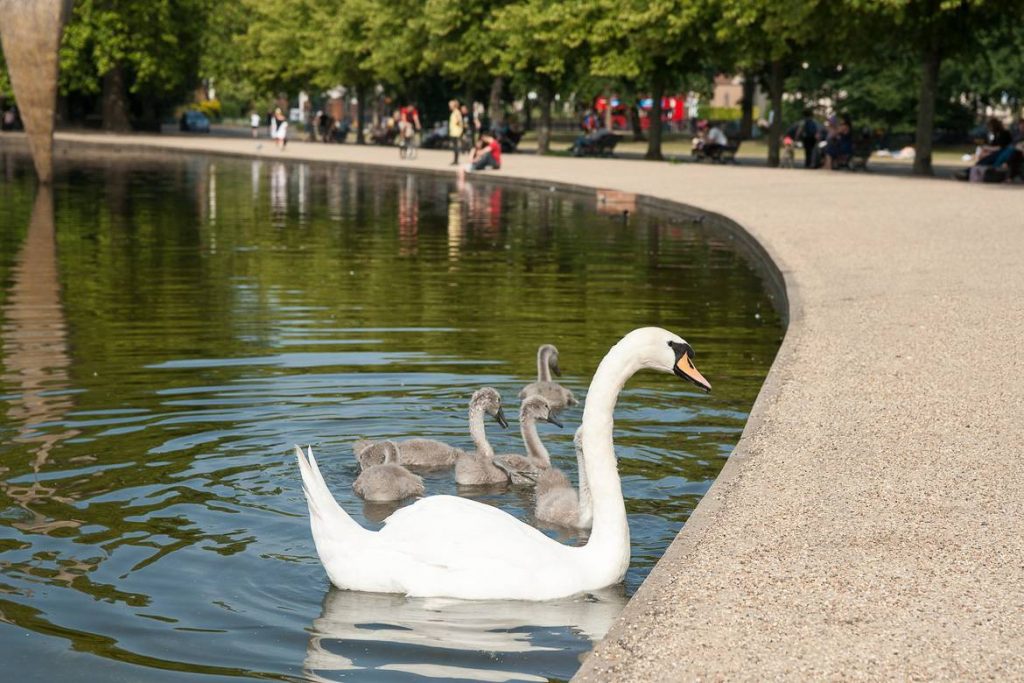 Los parques como espacios de biodiversidad - Parques Alegres I.A.P.
