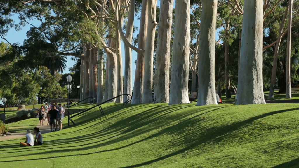 Conoce el Kings Park en Australia - Parques Alegres I.A.P.