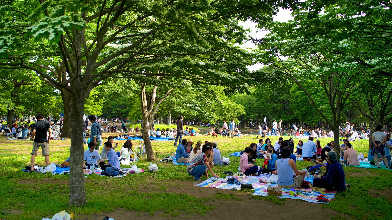 Conoce el parque Yoyogi en Japón - Parques Alegres I.A.P.