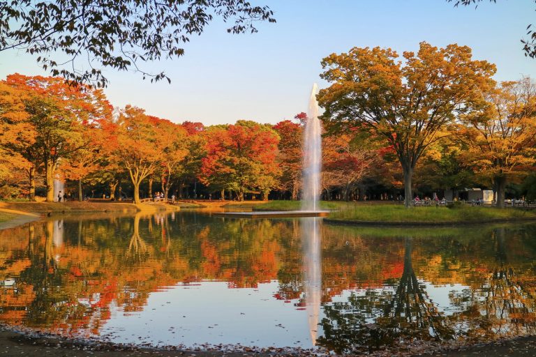 Conoce el parque Yoyogi en Japón - Parques Alegres I.A.P.
