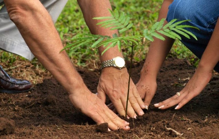 Conoce 7 consejos de reforestación - Parques Alegres I.A.P.