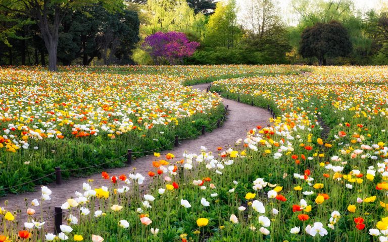 Plantar flores en nuestro parque urbano - Parques Alegres I.A.P.