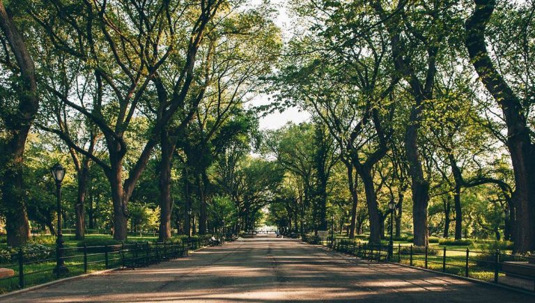 Importancia de las áreas verdes - Parques Alegres I.A.P.