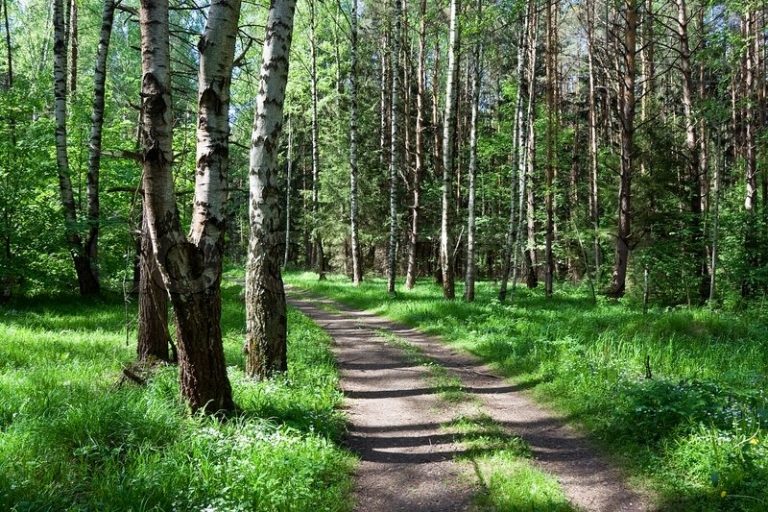 Conoce el parque Bitsevsky en Moscú - Parques Alegres I.A.P.
