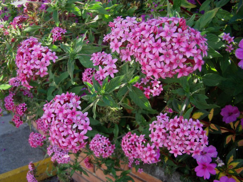 Plantas con flores - Parques Alegres I.A.P.