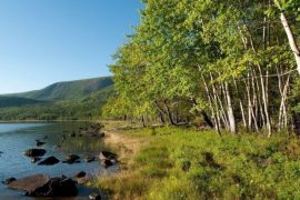 ¿Qué son los Ecosistemas Mixtos? - Parques Alegres I.A.P.